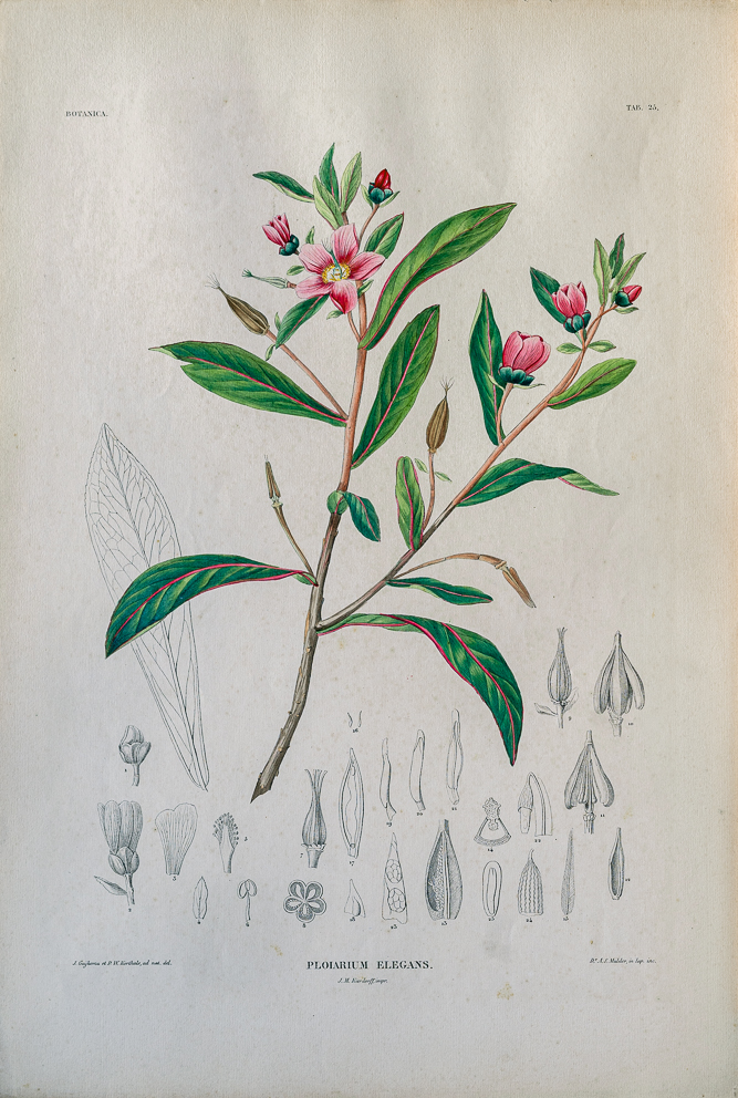 【荷蘭海外屬地自然歷史紀要】：銀絲茶 | 家＋藝術